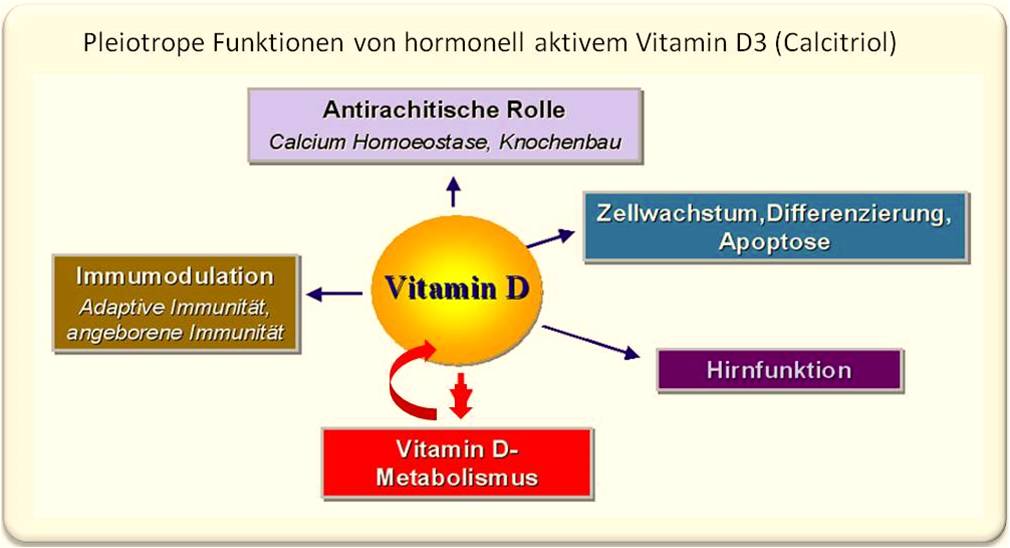 Kann Vitamin D Vor COVID 19 Sch tzen ScienceBlog